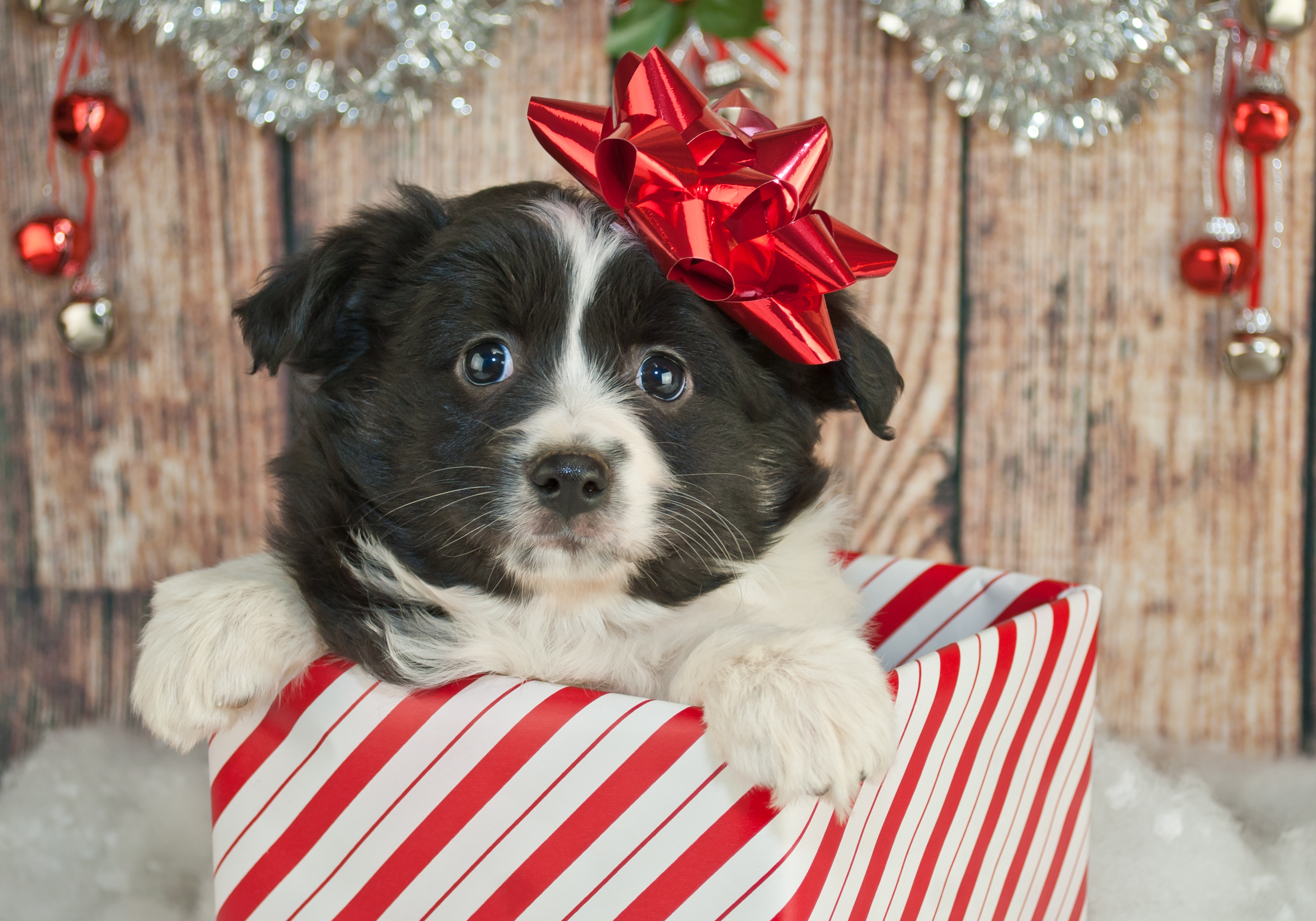 How You Should Gift Pets For The Holidays WTOP