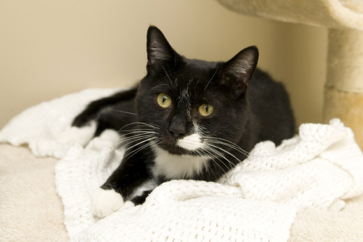 Pet of the Week: Wedgie the cat | WTOP