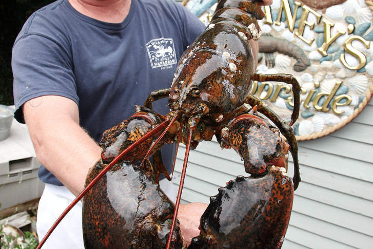 18-pound lobster gets reprieve | WTOP
