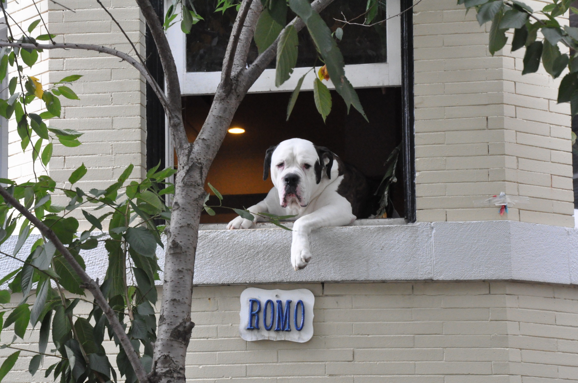 Romo, D.C.’s most famous dog, is moving on - WTOP News