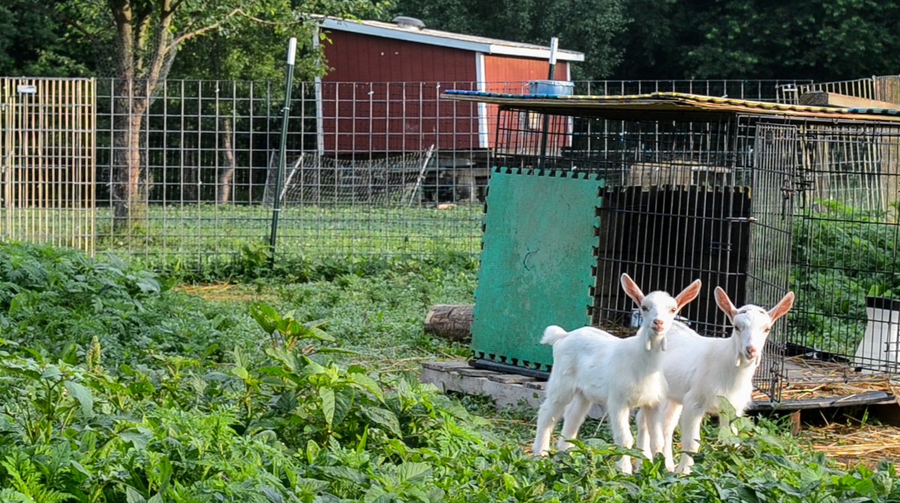 On some Jewish farms, special Rosh Hashana means a year of rest, giving ...