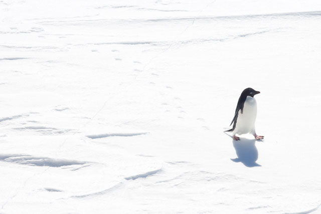 ‘Penguin Counters’: Tracking penguins in peril - WTOP News