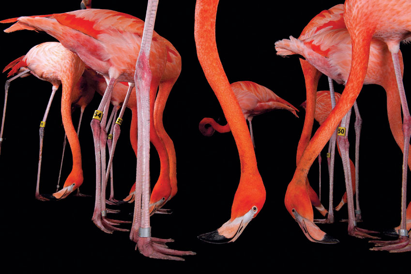 Inside Nat Geo’s ‘Stunning Photographs’ - WTOP News