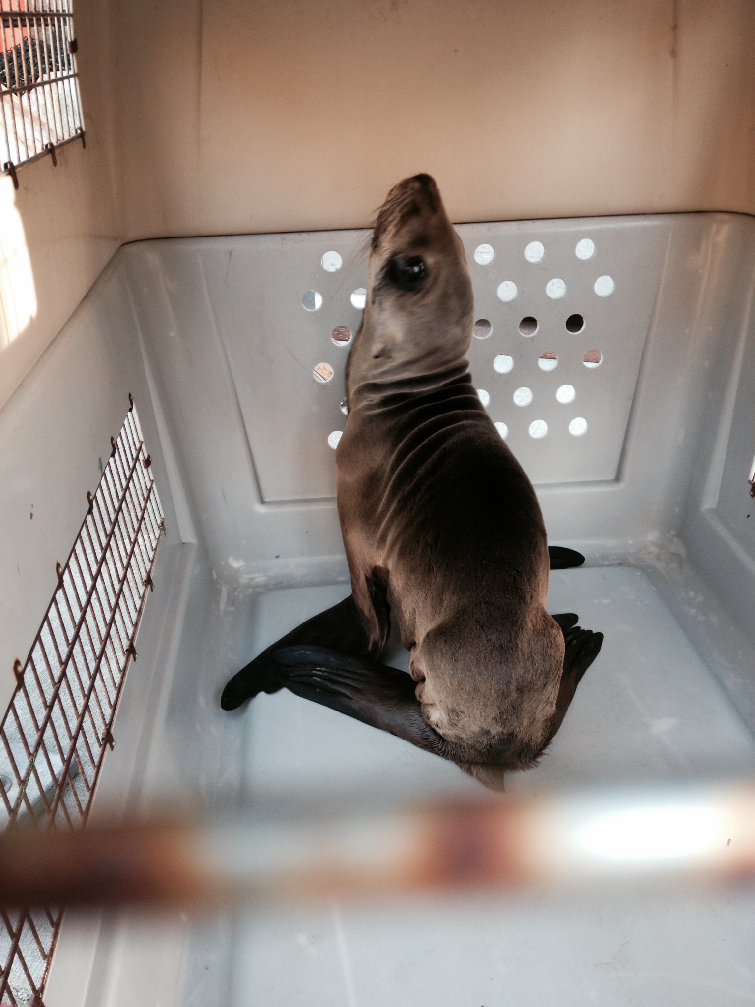 Emaciated sea lion rescued on San Francisco boulevard - WTOP News