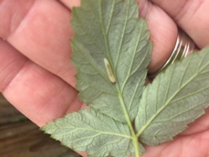 Dry spell: When and how to water spring plants | WTOP