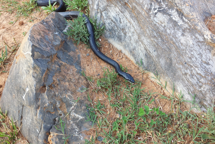 What to know about snakes in Virginia | WTOP