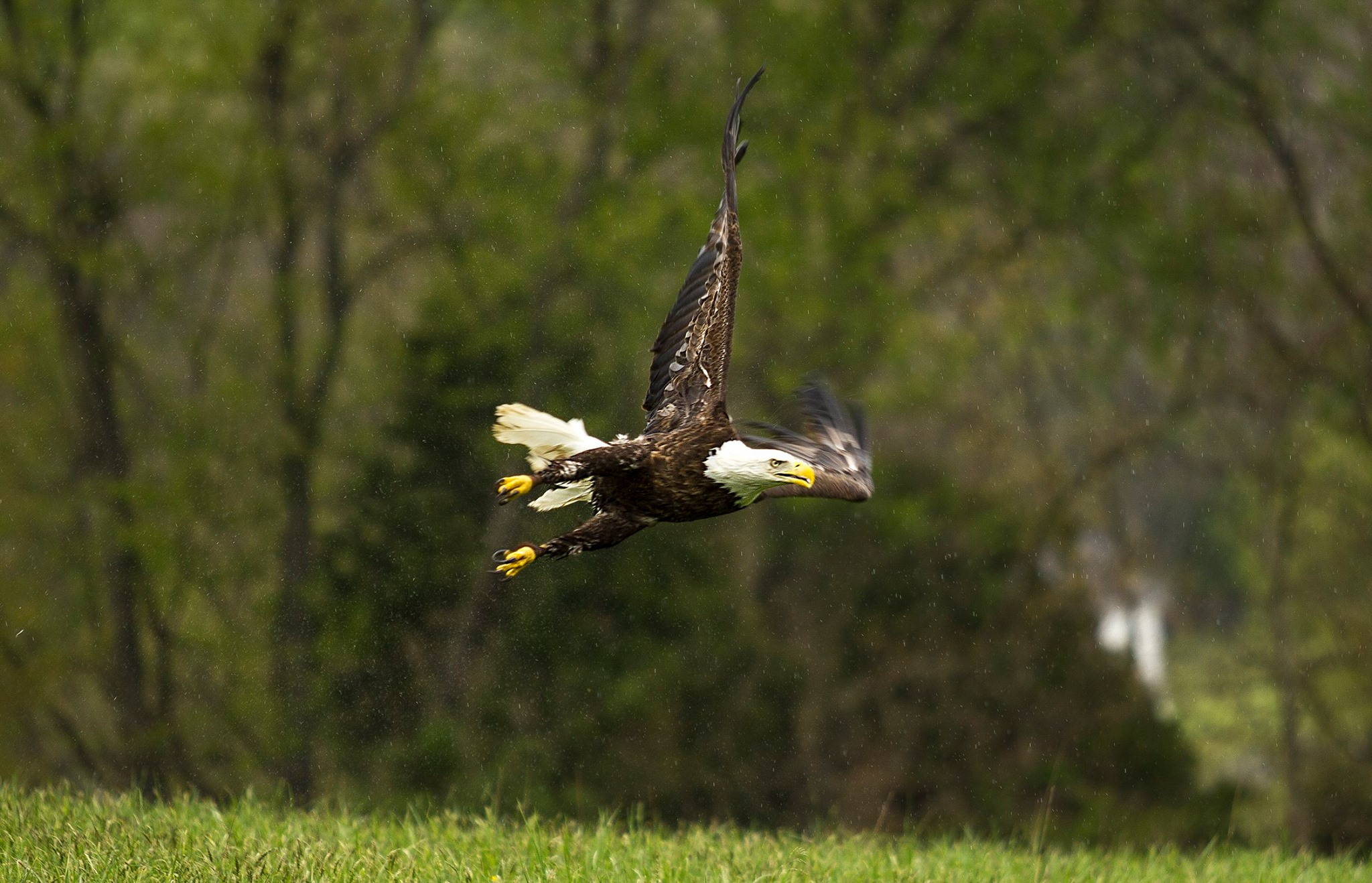 Injured bald eagle rebounds to fly again (Photos) - WTOP News