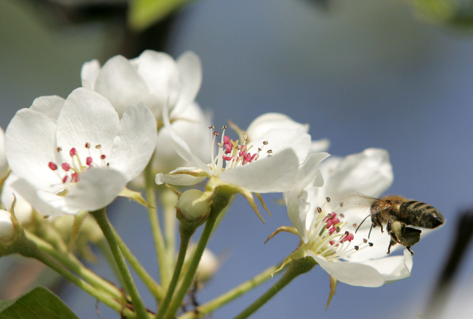 Get ready for fall: Tackle those invasives, learn about fruit trees ...