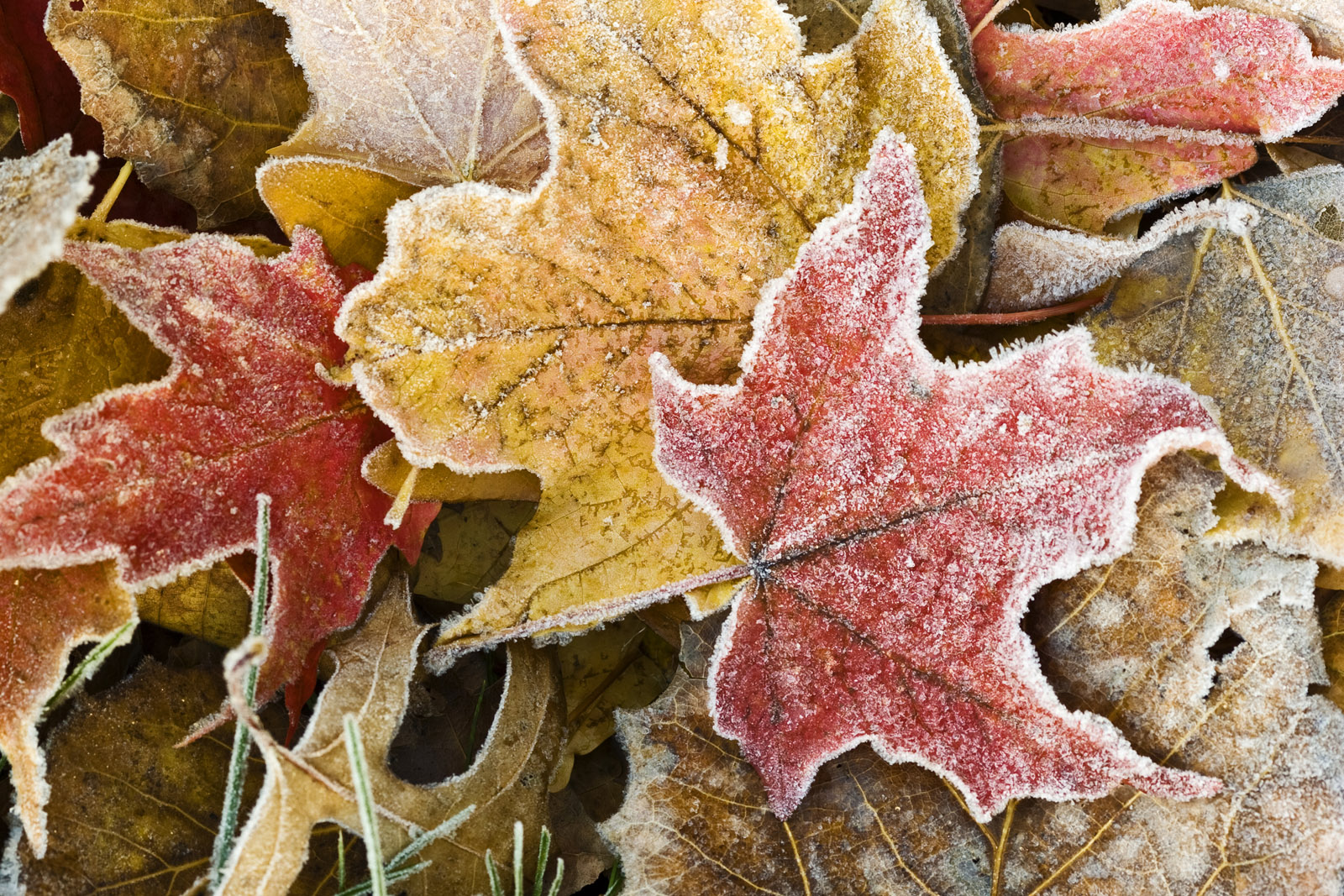Frost advisory chills DC area for night, but don’t say goodbye to ...