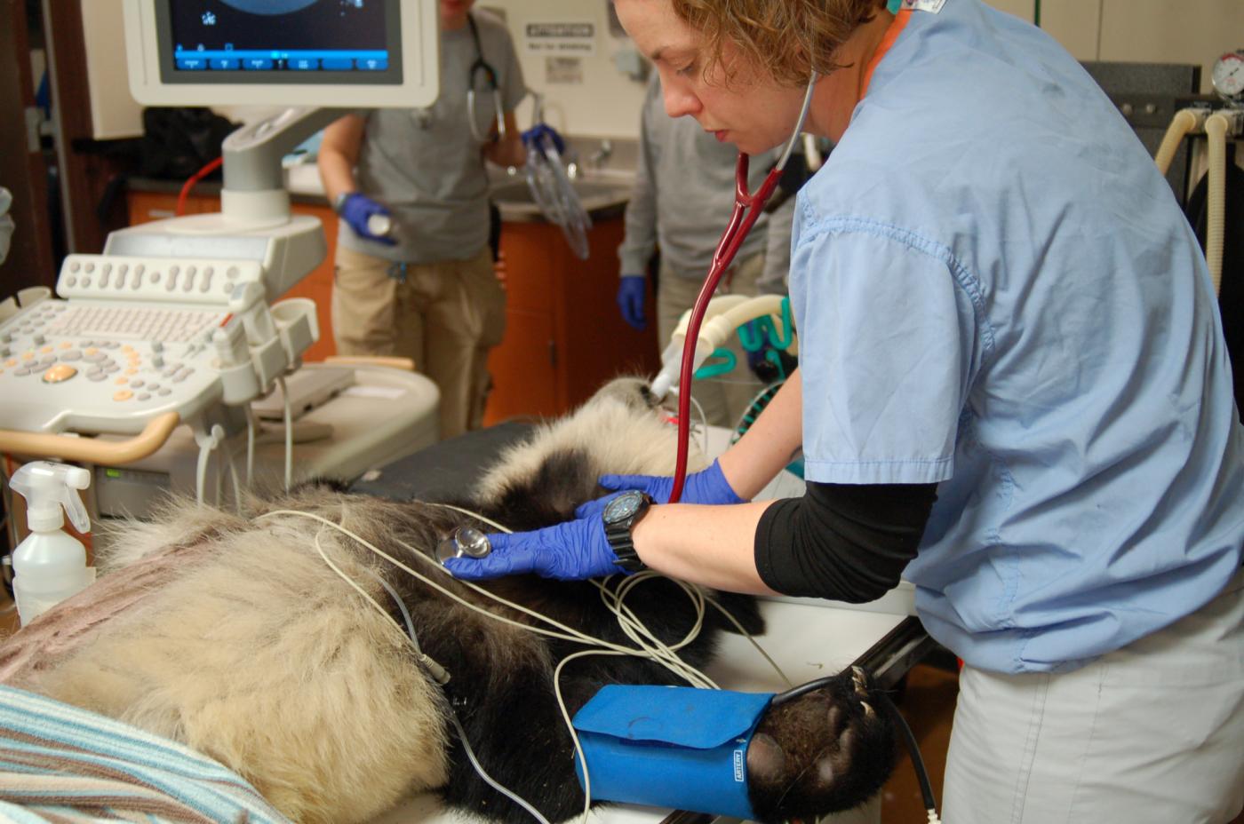 National Zoo giant panda cub Bei Bei receives ‘life-saving’ surgery ...
