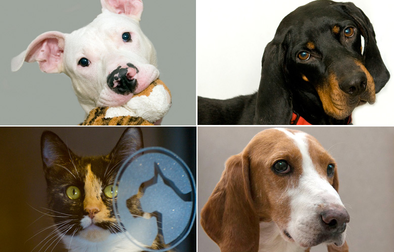 Where are they now? 2016’s Pets of the Week - WTOP News