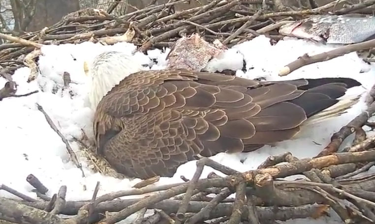 Hello, world! Eagle cam captures baby bird’s arrival - WTOP News
