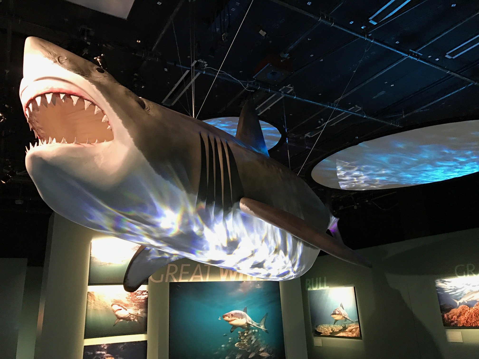 New shark exhibit aims to make over the predator’s image - WTOP News