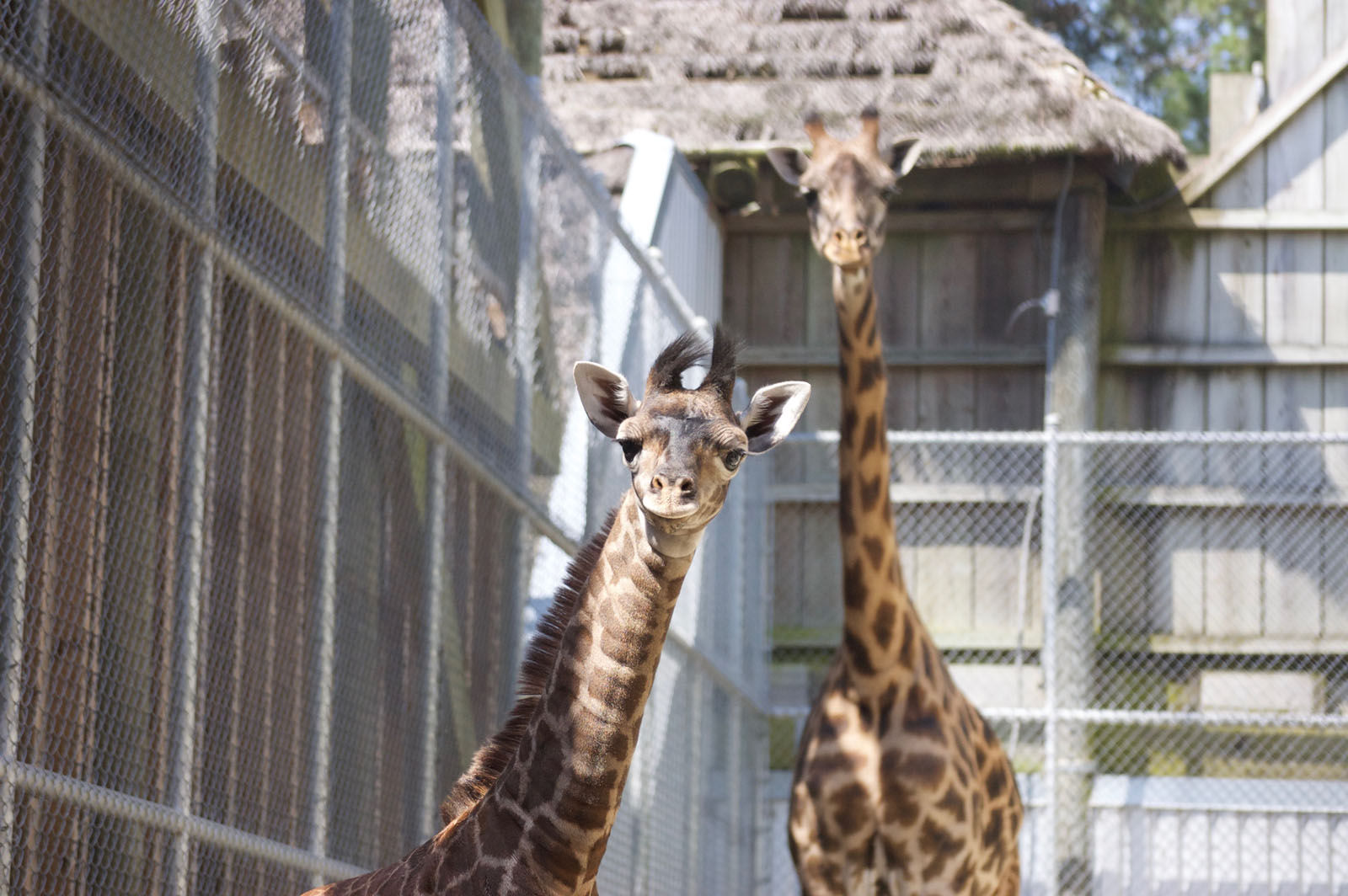 Virginia Zoo wants public’s help in naming baby giraffe - WTOP News