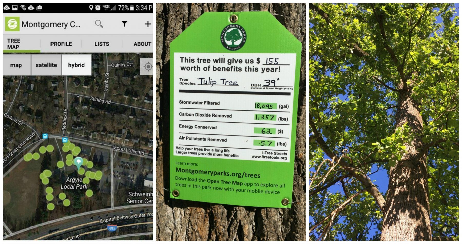 Montgomery Co. implements app to help map out trees in parks - WTOP News