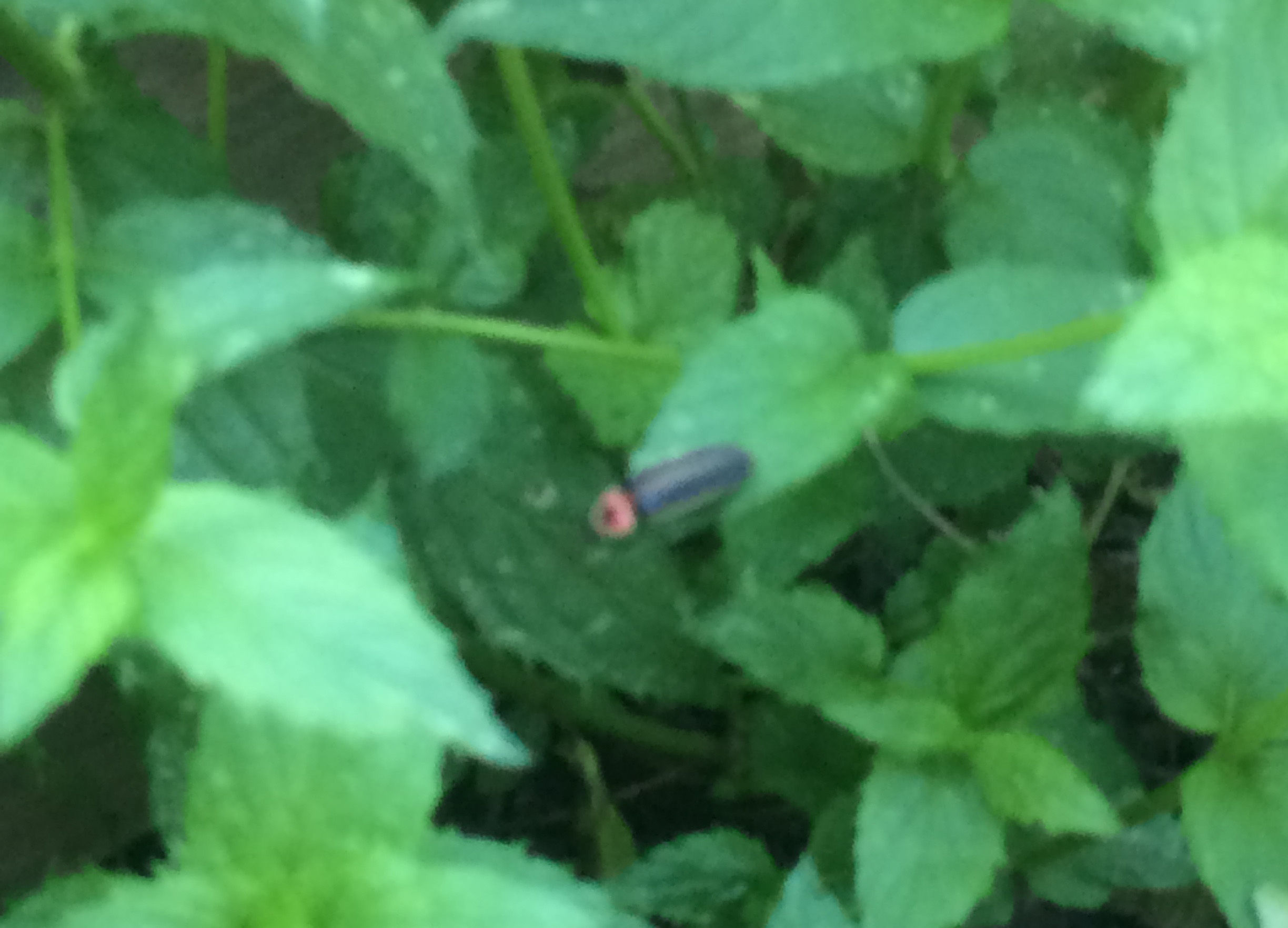 Fireflies are nice to plants, but beware of that squash vine borer ...