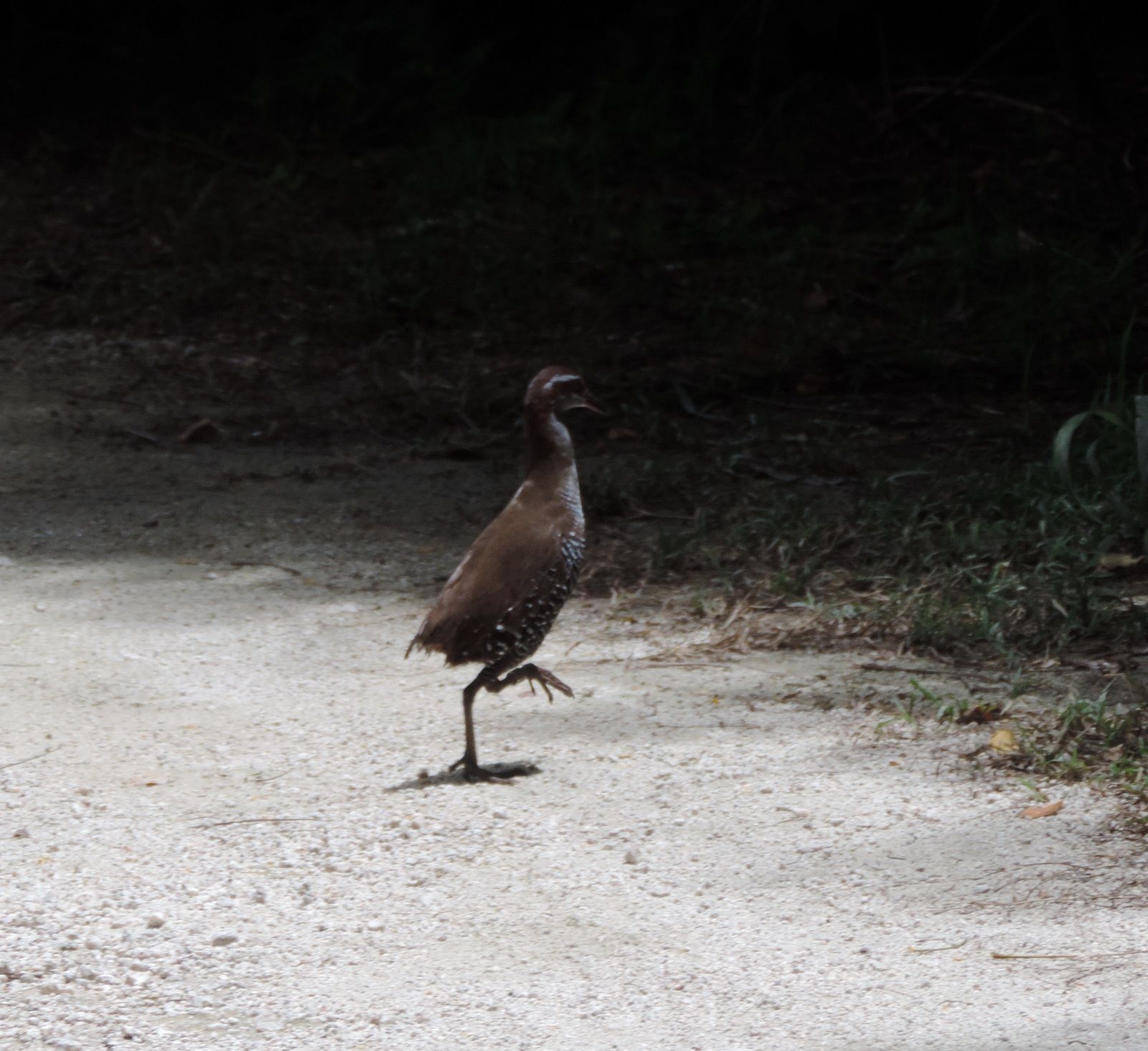 Smithsonian aids historic release of rare birds to the wild - WTOP News