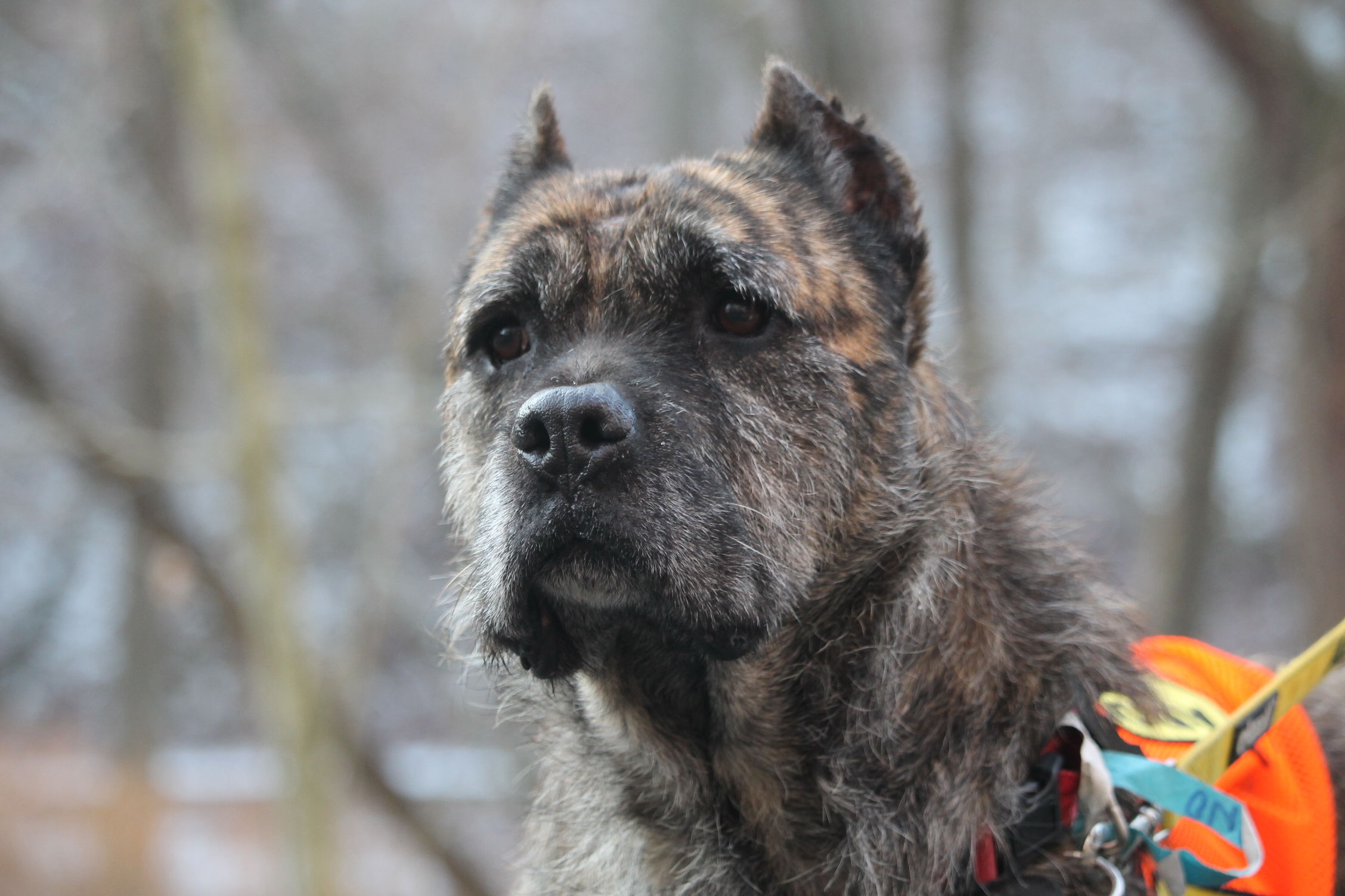 Pet of the Week: 2017 pets | WTOP News