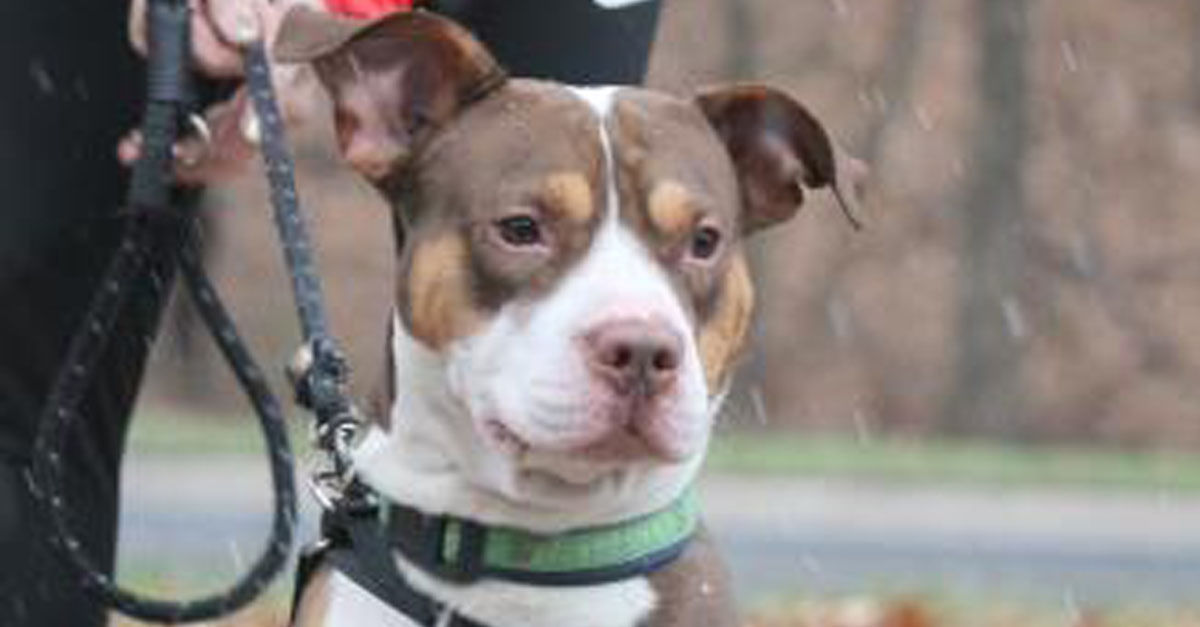 Pet of the Week: 2017 pets | WTOP