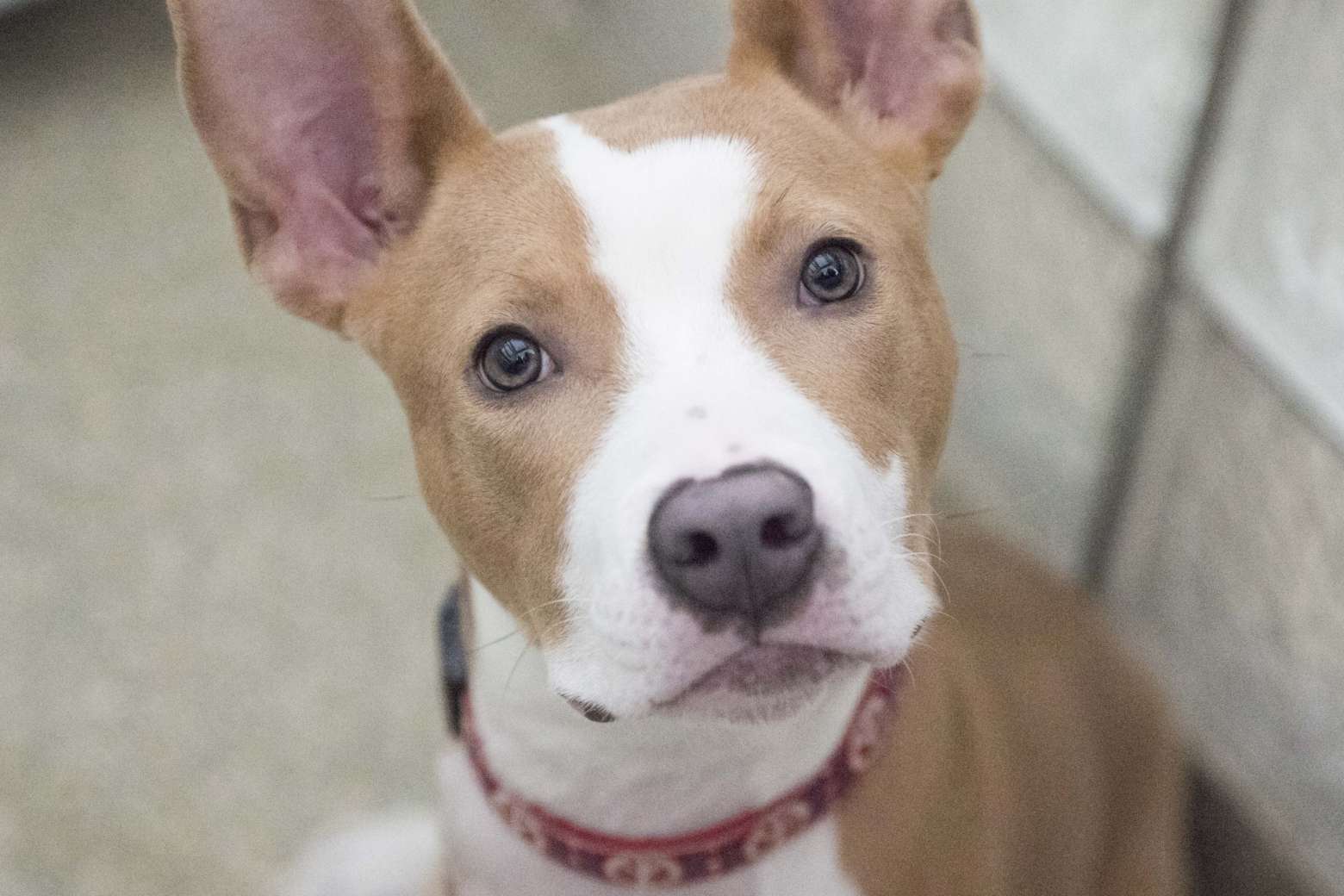 Where are they now? 2018’s Pets of the Week - WTOP News