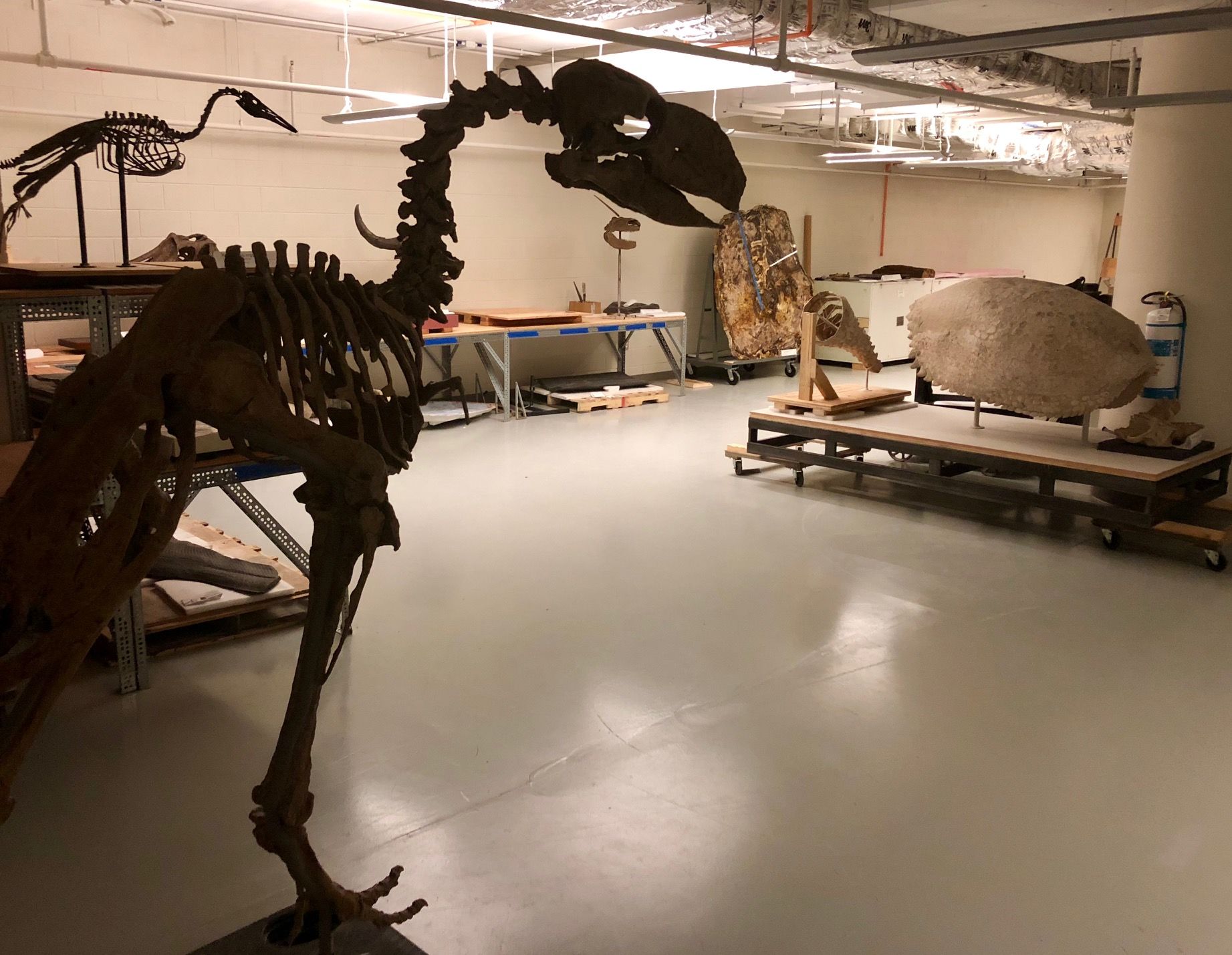 Exclusive: Gargantuan whales to debut alongside T.rex in the ...