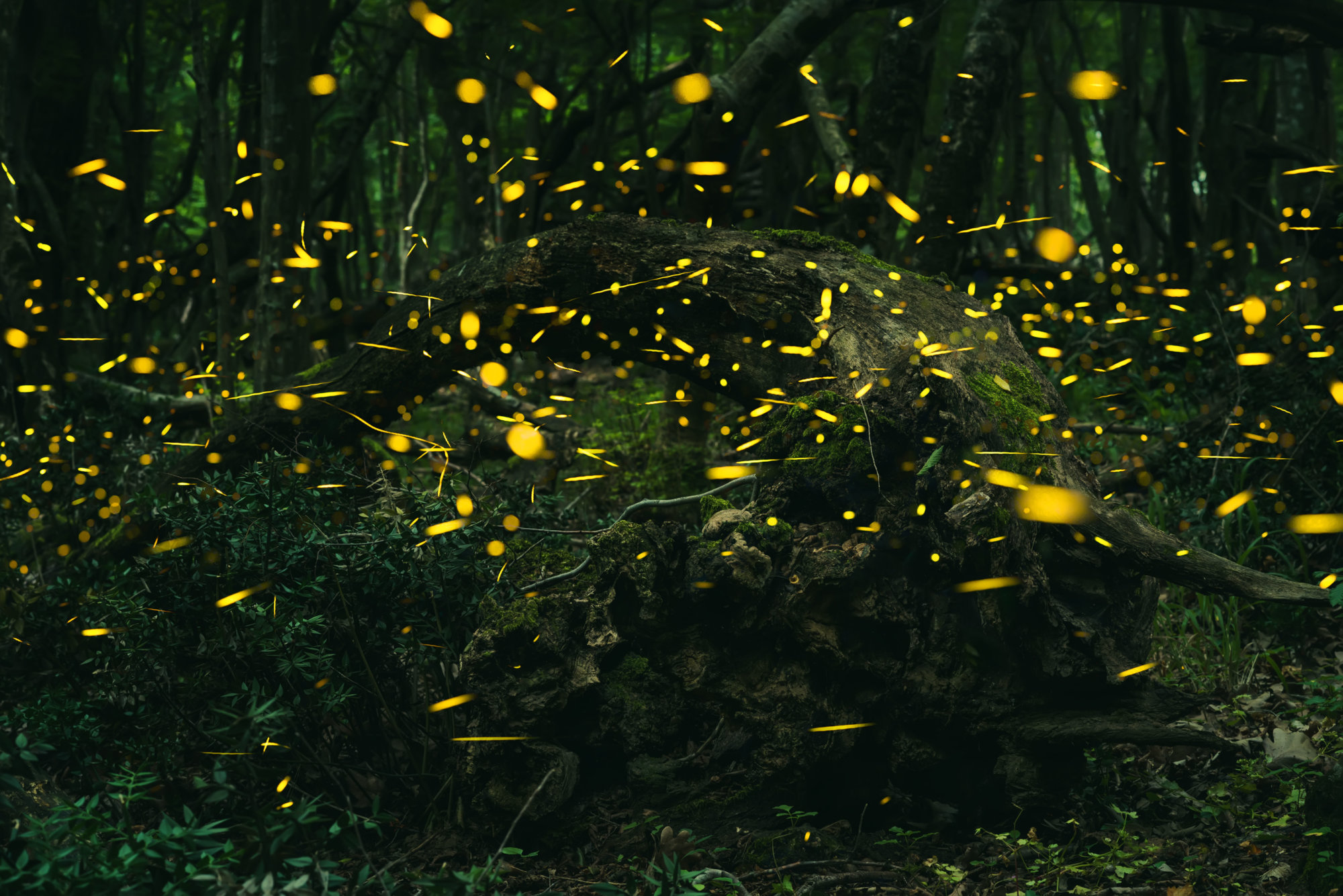 Why this year’s firefly season has been lit - WTOP News