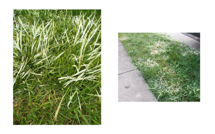 Ready to protect your lawn from Japanese beetle grubs? Start now | WTOP