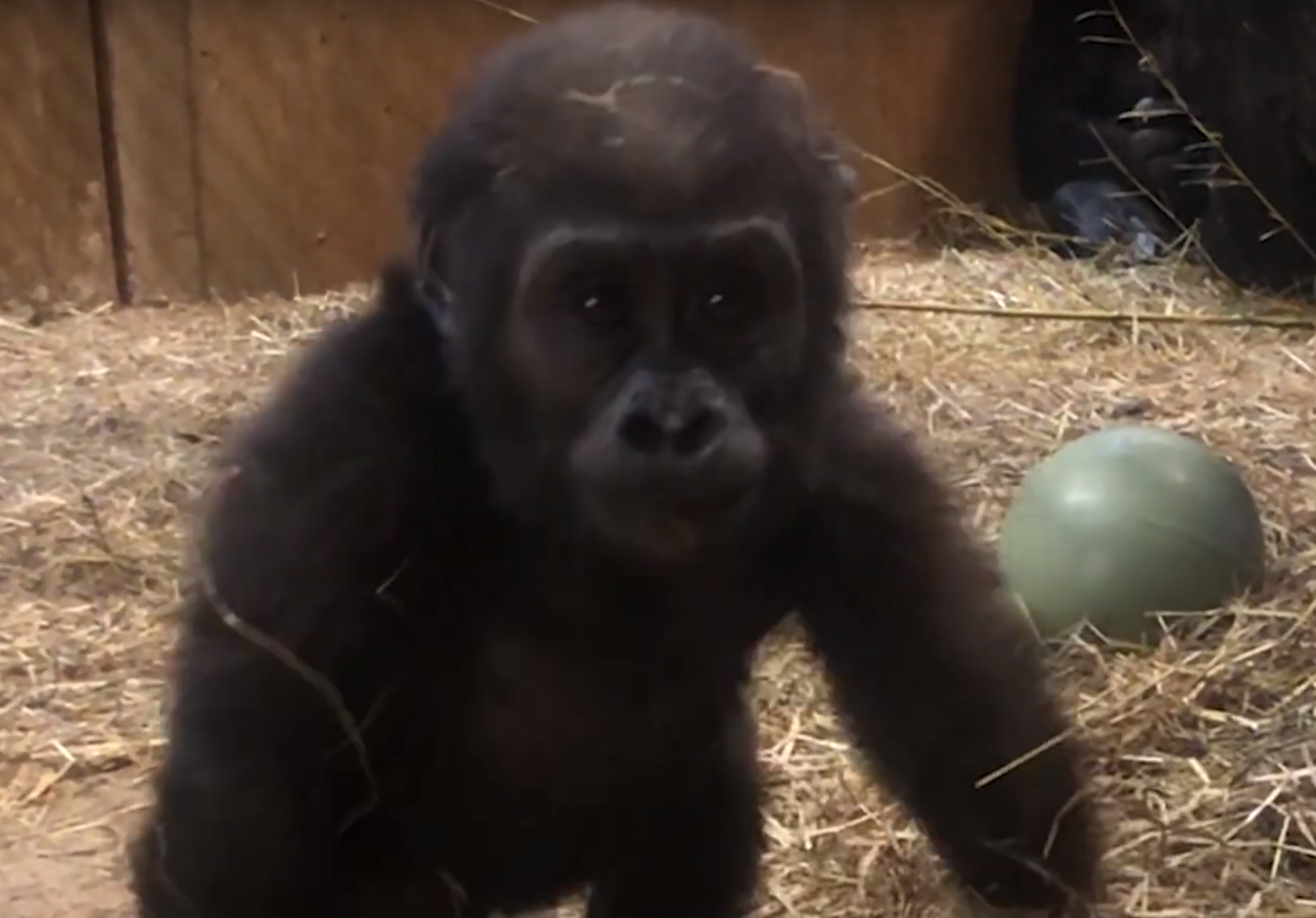 Baby gorilla broke leg, National Zoo says - WTOP News