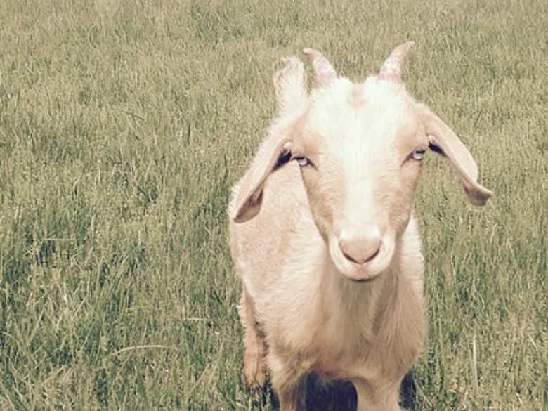 Leesburg tries goats to avoid use of ‘baaaaad’ herbicides near water | WTOP