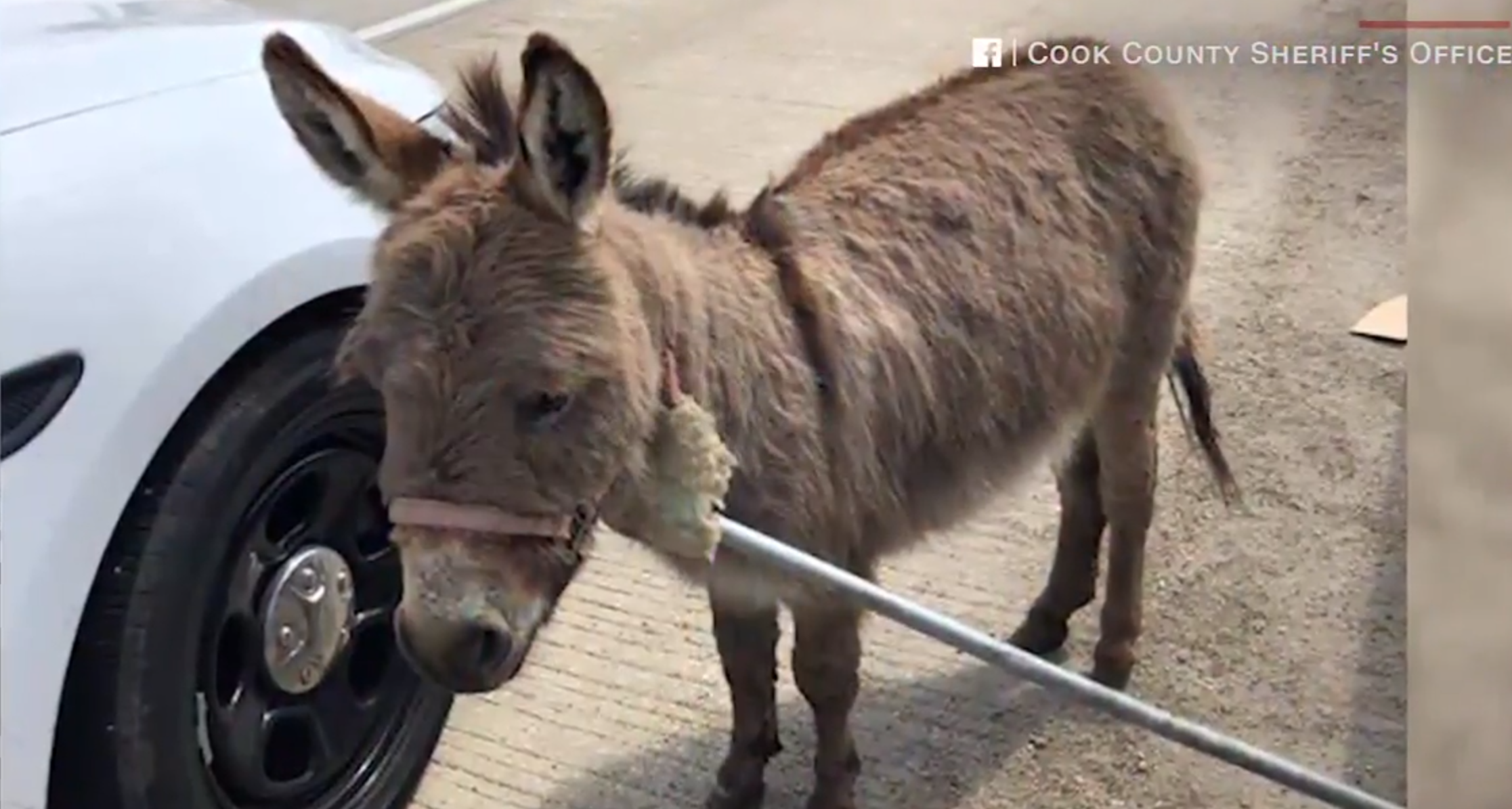 Sheriff’s officer corrals donkey on interstate near Chicago - WTOP News