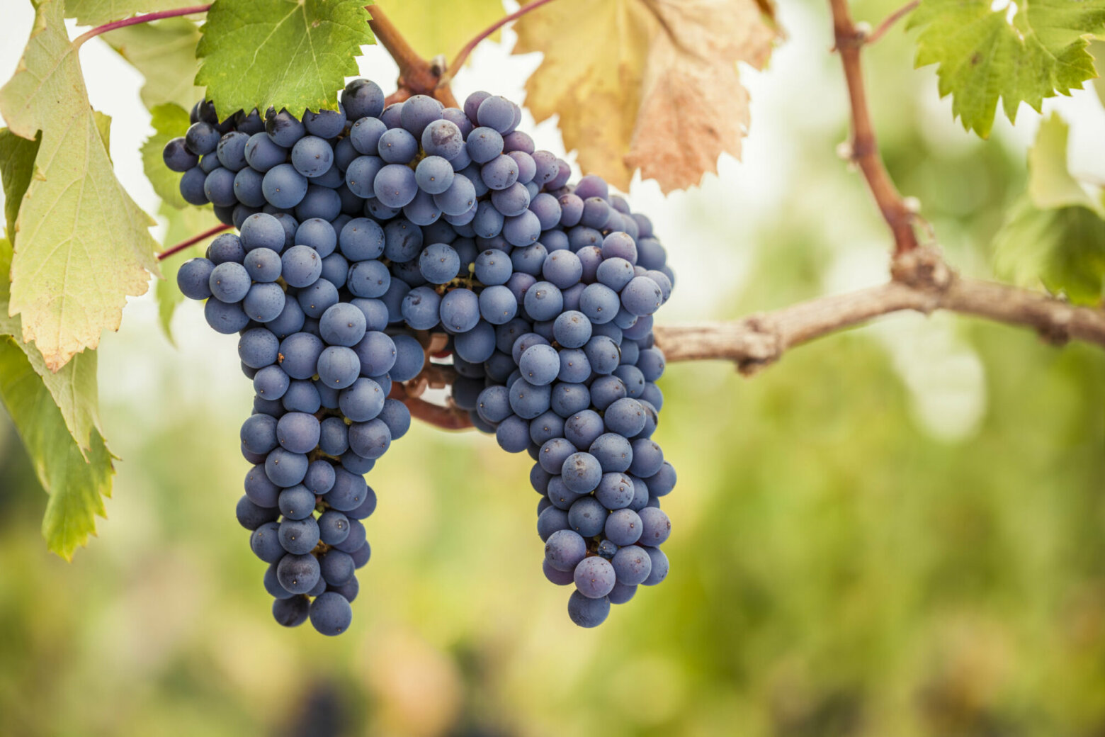 Wine of the week: Pinot noir, a fall classic - WTOP News