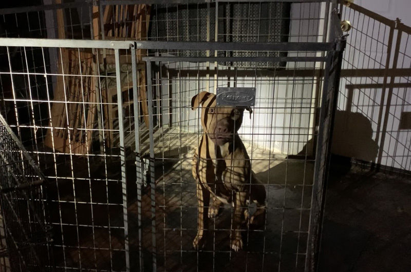 Dogs rescued as part of suspected dogfighting operation | WTOP