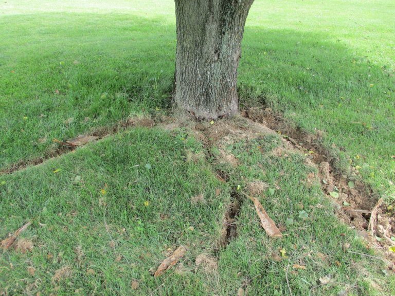 Garden Plot: How to save lightning prone trees and harvest garlic | WTOP