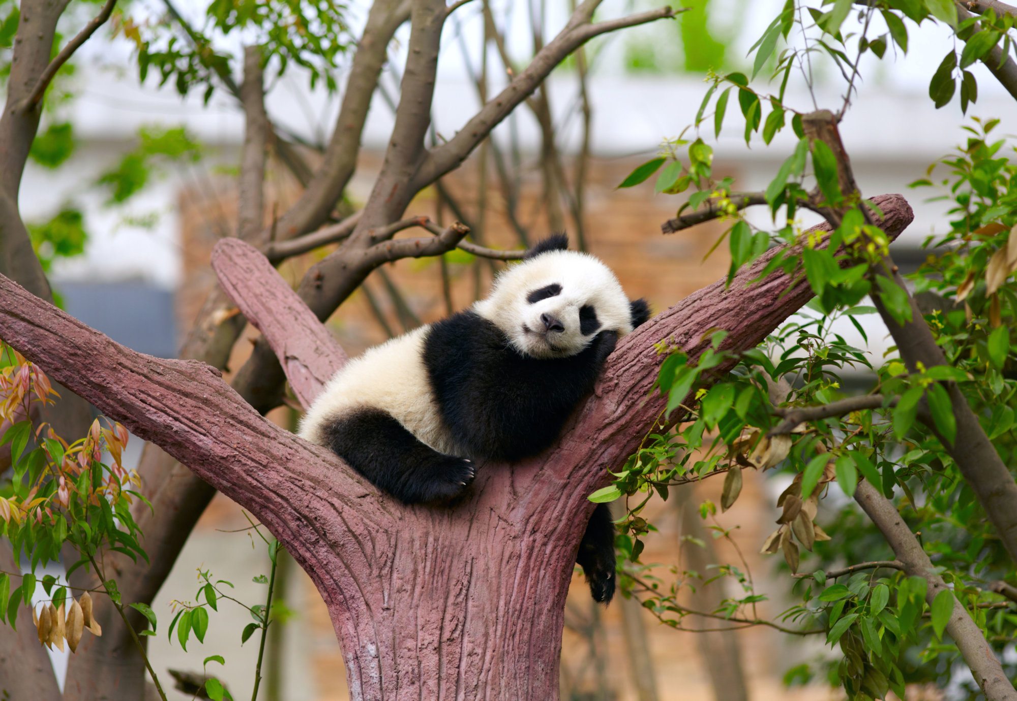 Giant Pandas Sleeping