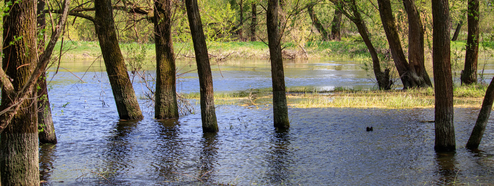 Is standing water threatening your tree? Know the warning signs - WTOP News