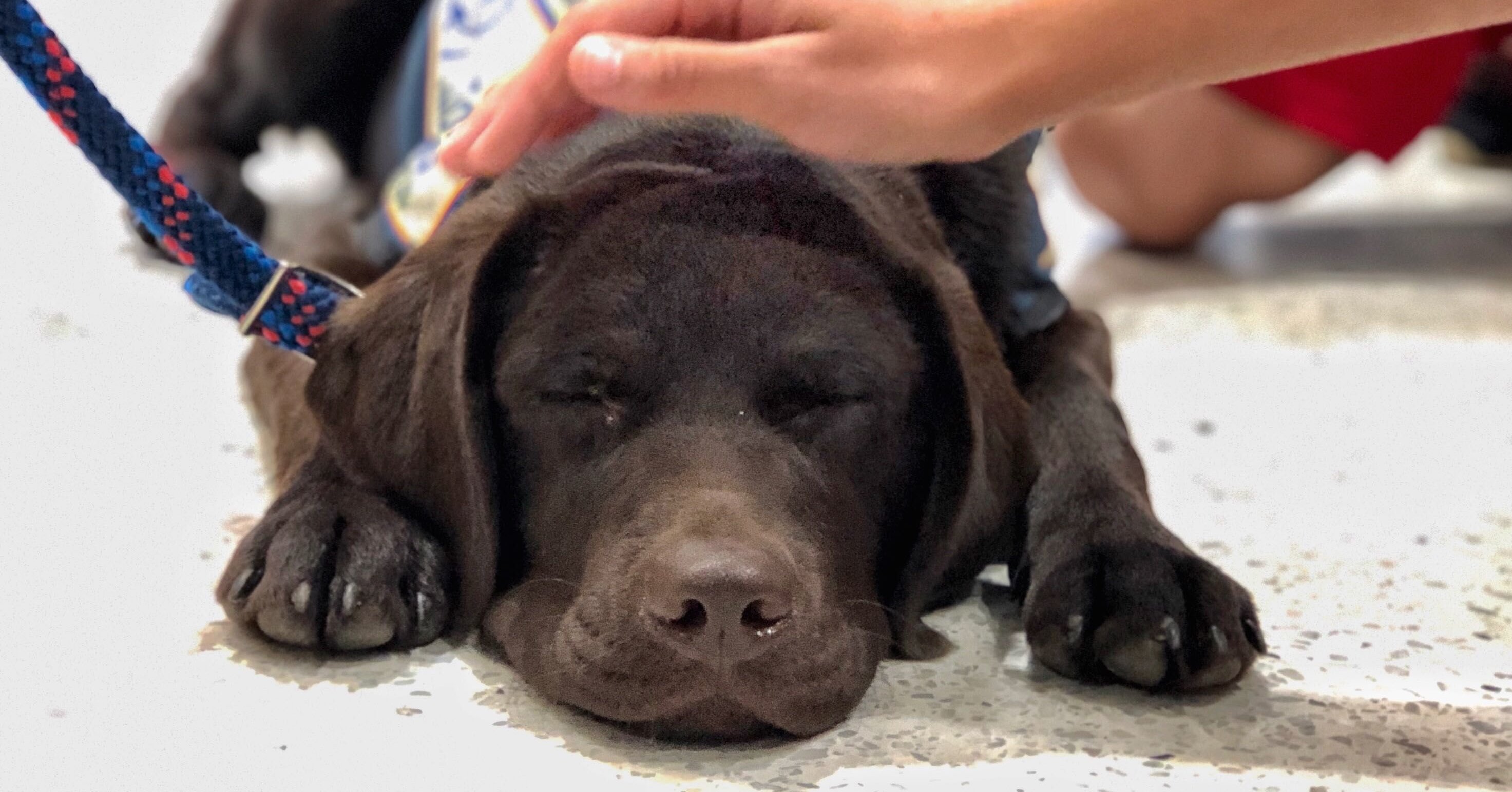 New police dogs take on unique job in Fairfax County - WTOP News