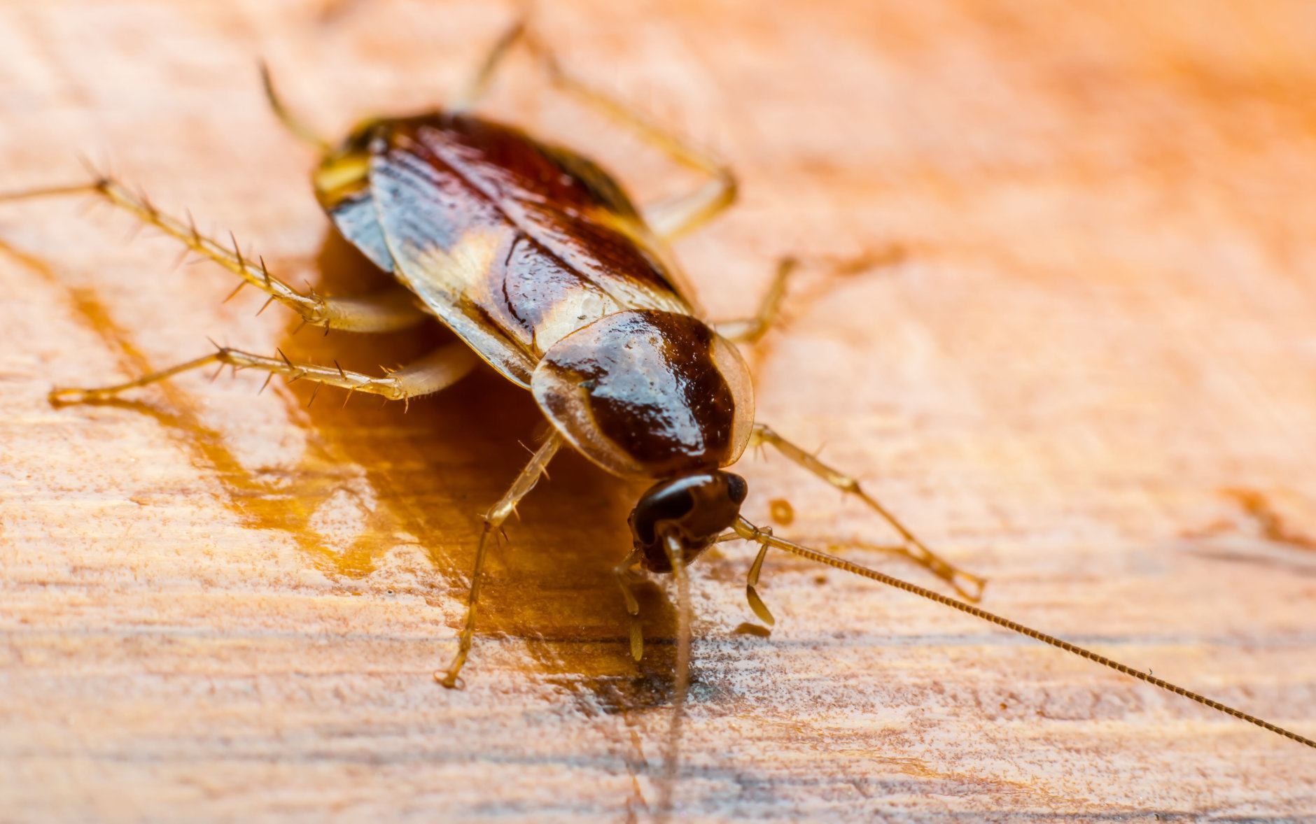 Cigarette cockroach is giving pizza rat a run for its money in New York ...
