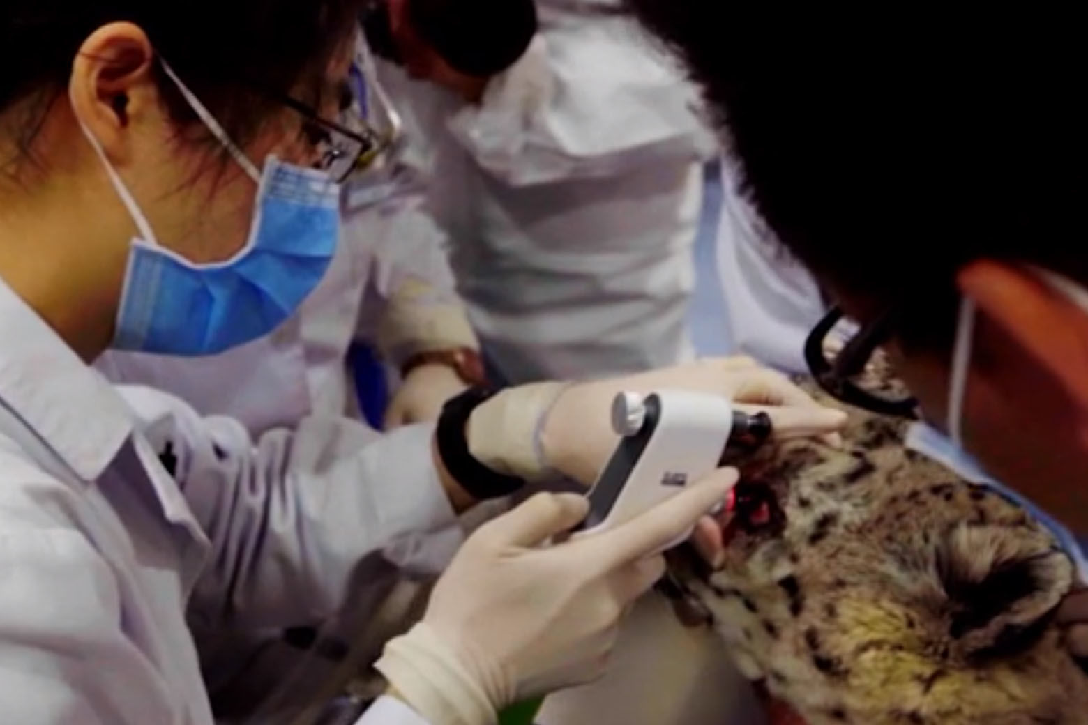 WATCH: Wild snow leopard’s vision restored after world-first cataract ...