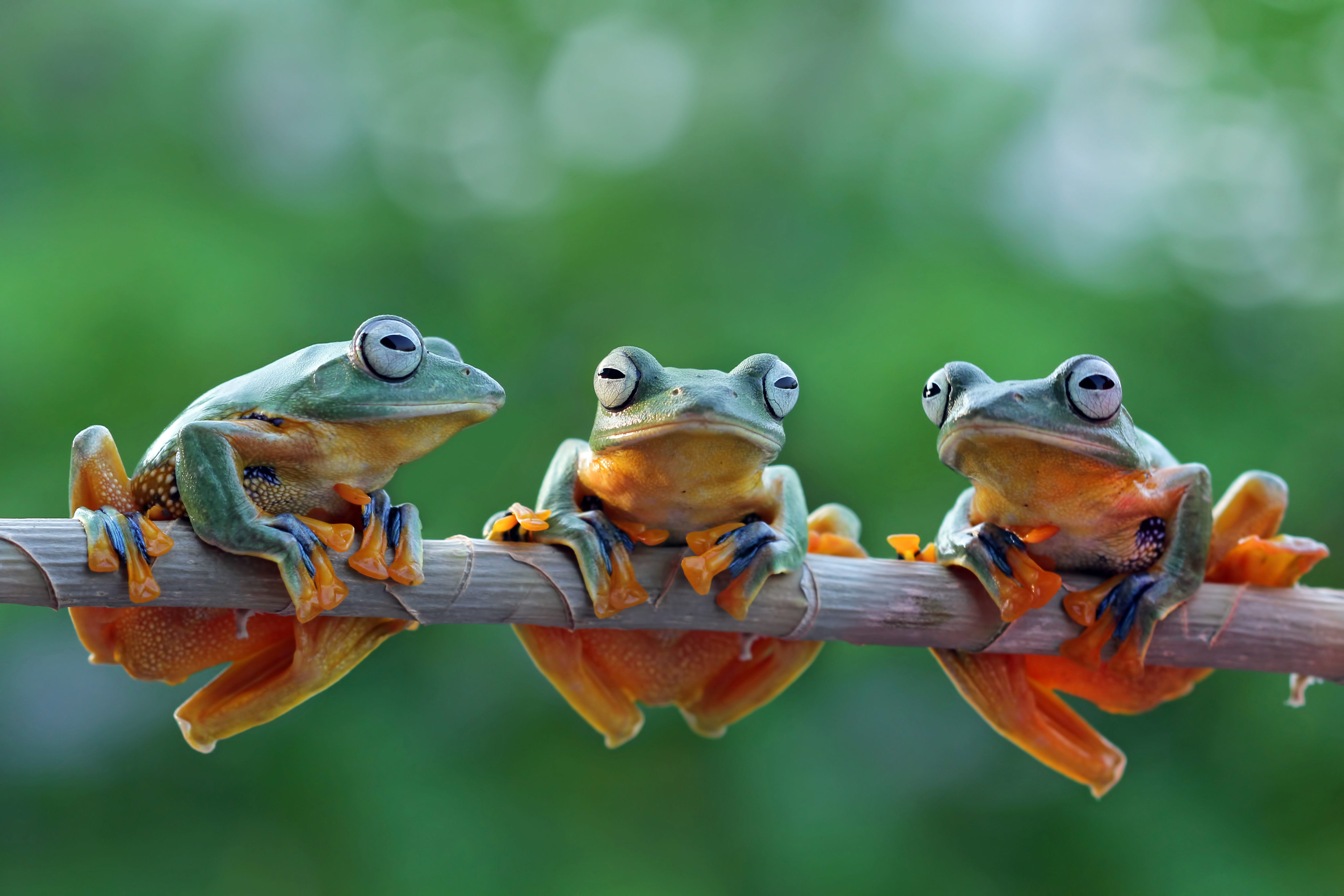 Florida High School Is First To Provide Synthetic Frogs For Students To Florida High School Is First To Provide Synthetic Frogs For Students To