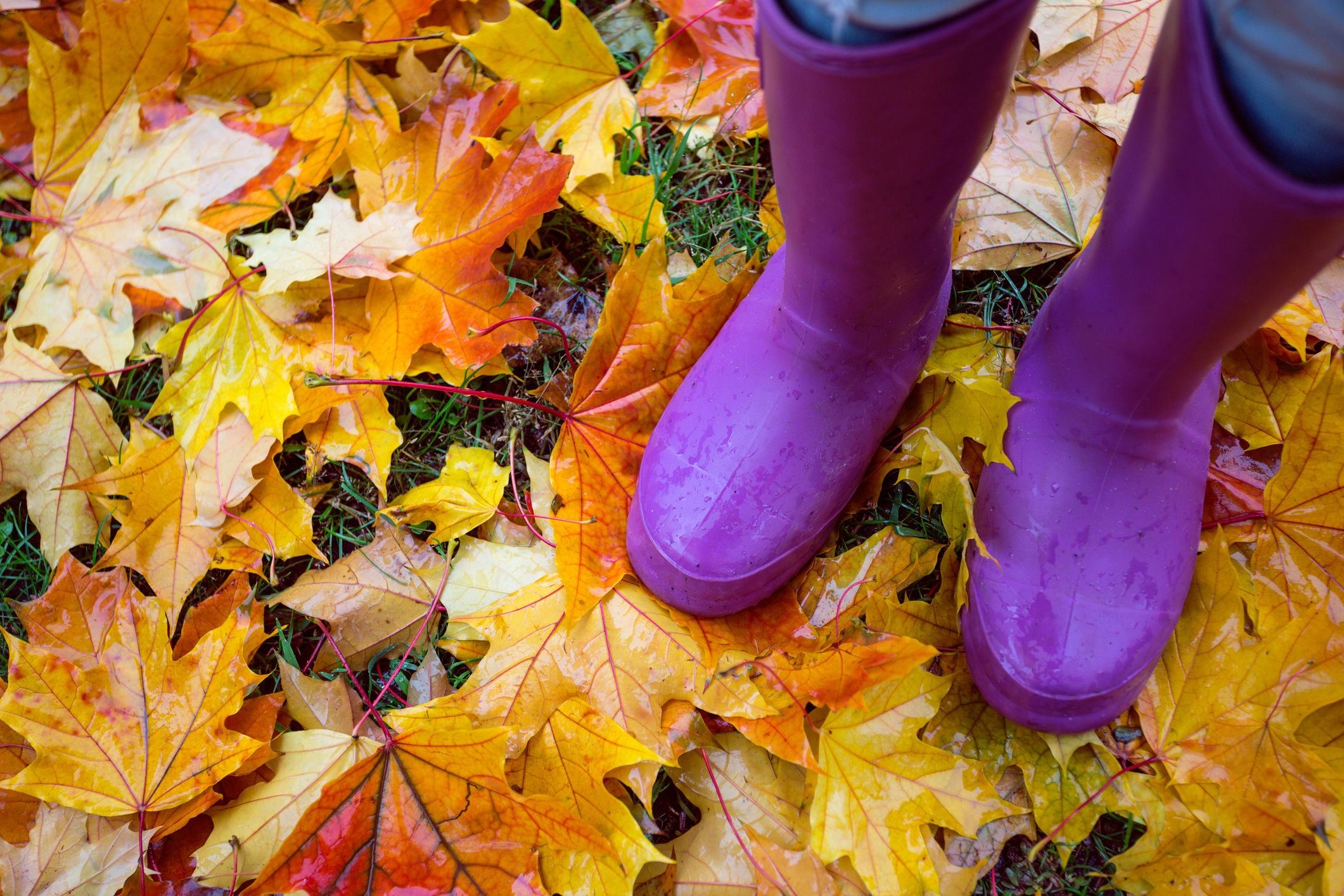 Wet hot American … autumn? This October was one of the warmest and ...