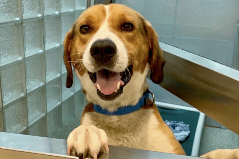 2019 Pets of the Week: Where are they now? - WTOP News