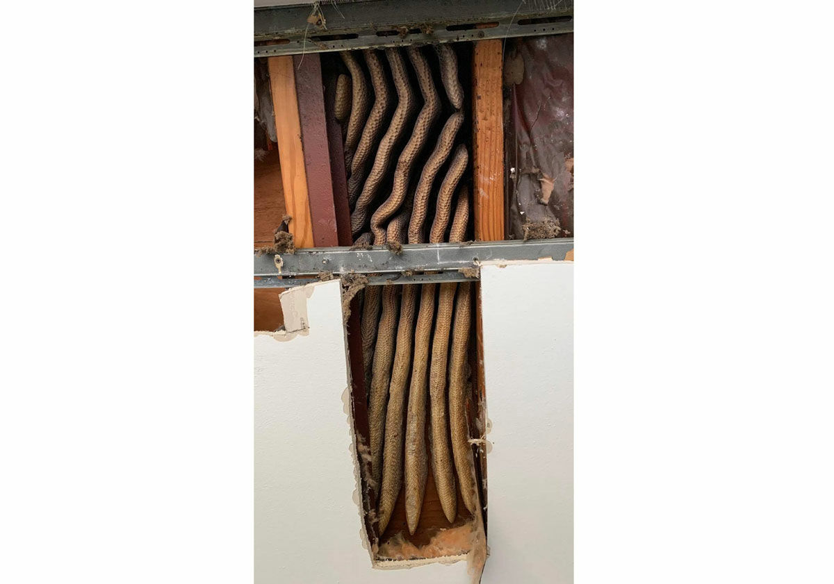 Large beehive discovered in Richmond apartment ceiling - WTOP News