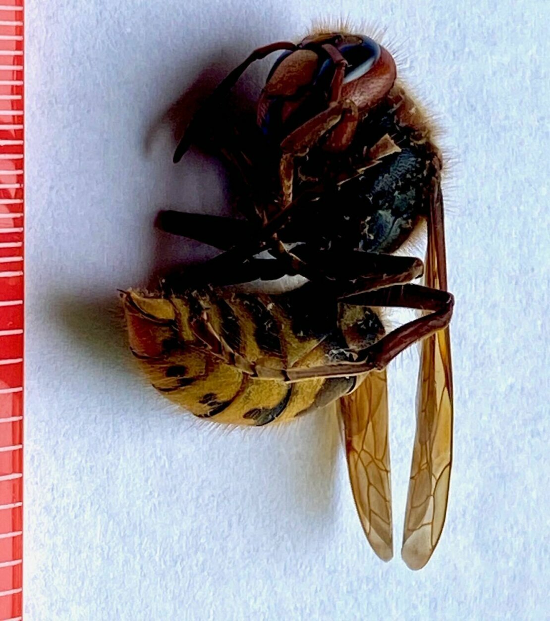 Is the ‘murder hornet’ a threat to DC region? Not yet, U.Md. expert ...