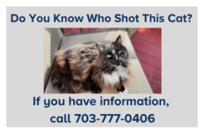 Who is shooting cats in Loudoun County? - WTOP News