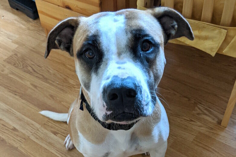 2020 Pets of the Week: Where are they now? - WTOP News