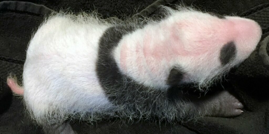 National Zoo’s baby panda gets first checkup | WTOP