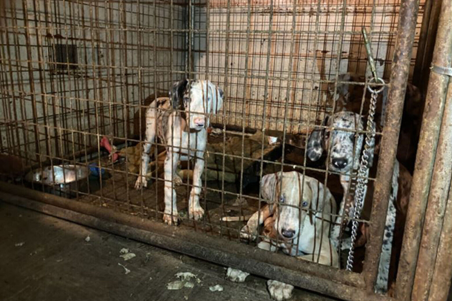 Dozens of dogs rescued in Southeast DC animal cruelty investigation ...