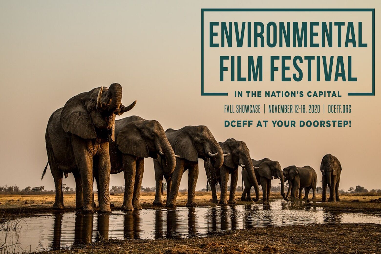 DC Environmental Film Festival presents virtual fall showcase - WTOP News