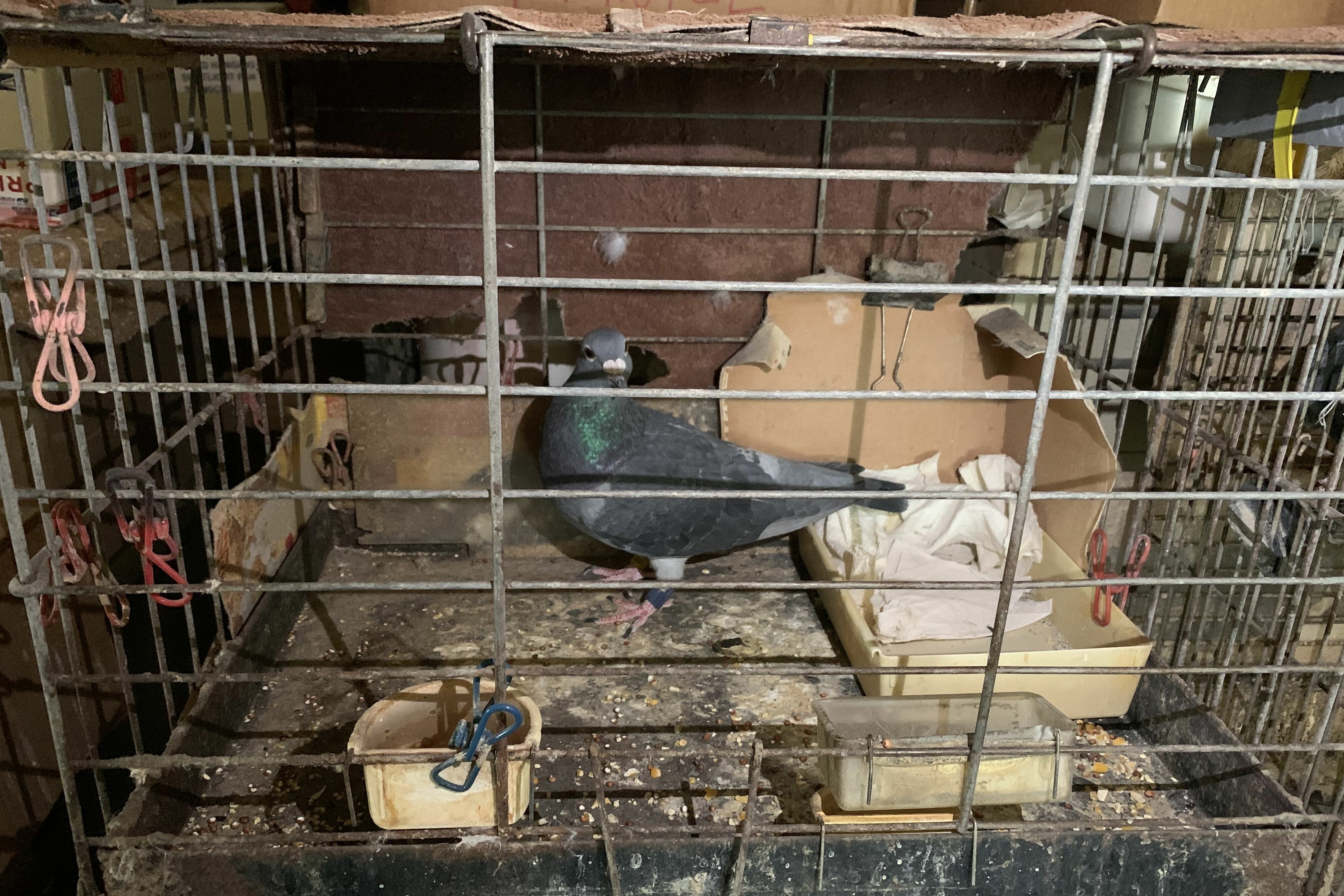 17 pigeons rescued from ‘deplorable’ conditions in Northeast DC home ...