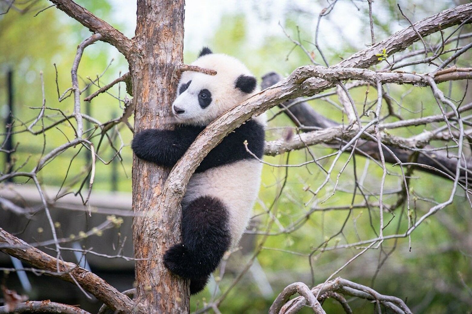 National Zoo pandas to celebrate International Family Equality Day on ...